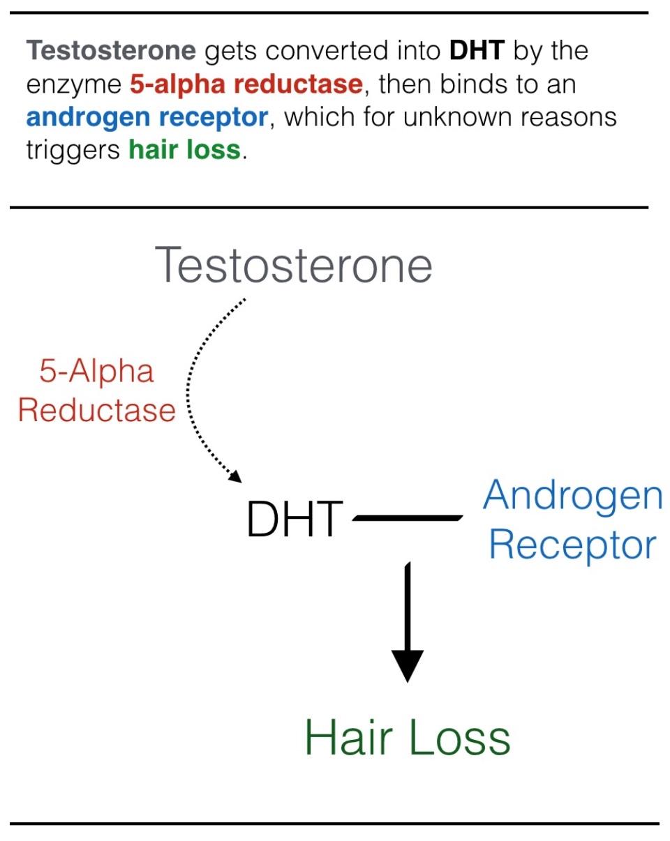 5-Alpha Reductase | RoidPlug